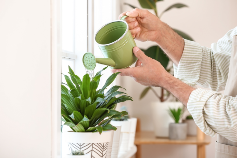 Como Cuidar da Planta Jiboia: Guia Completo para um Cultivo Saudável ...